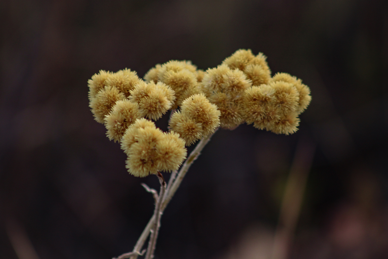 11 benefícios do chá de Marcela